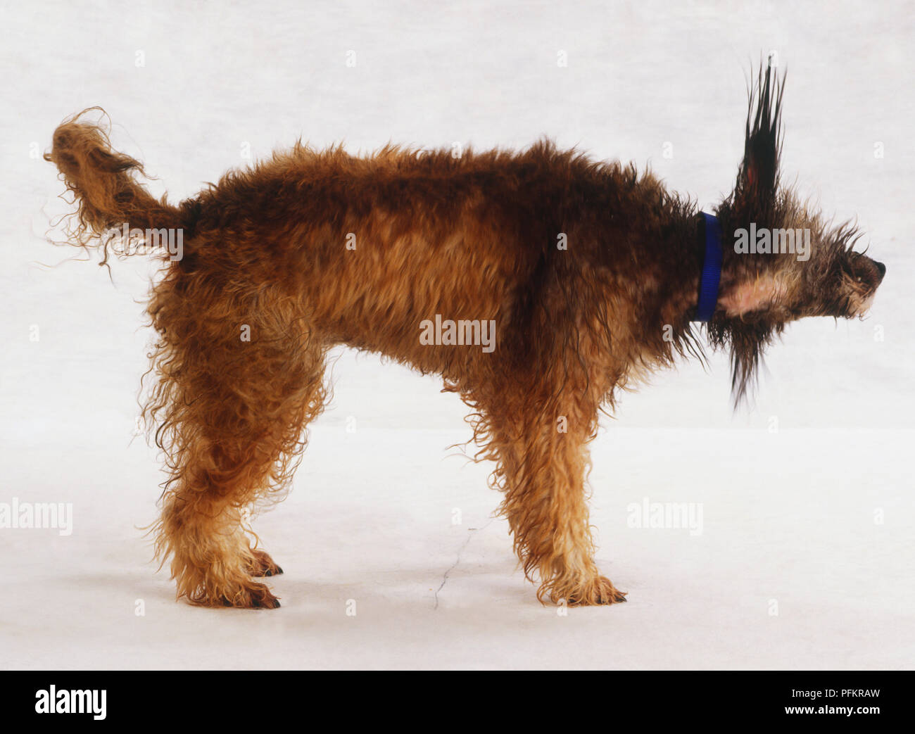 Dog (Canis Familiaris) shaking its wet fur Stock Photo - Alamy