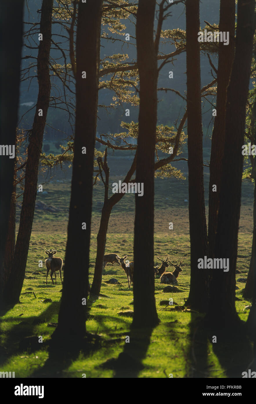 Great Britain, Scotland, Royal Deeside, Muir of Dinnet Nature Reserve ...