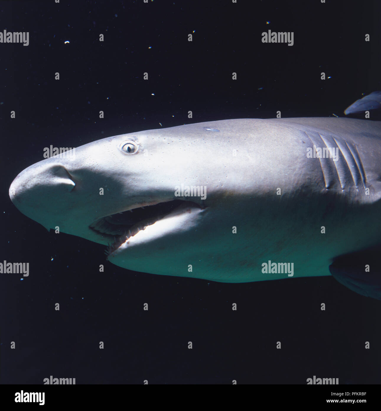 Model of Lemon Shark (Negaprion brevirostris), side view Stock Photo ...
