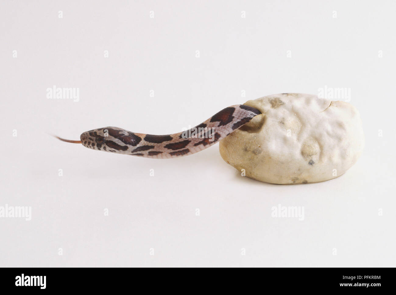 Baby Corn Snake (Elaphe guttata) slithering out of its egg shell, close ...