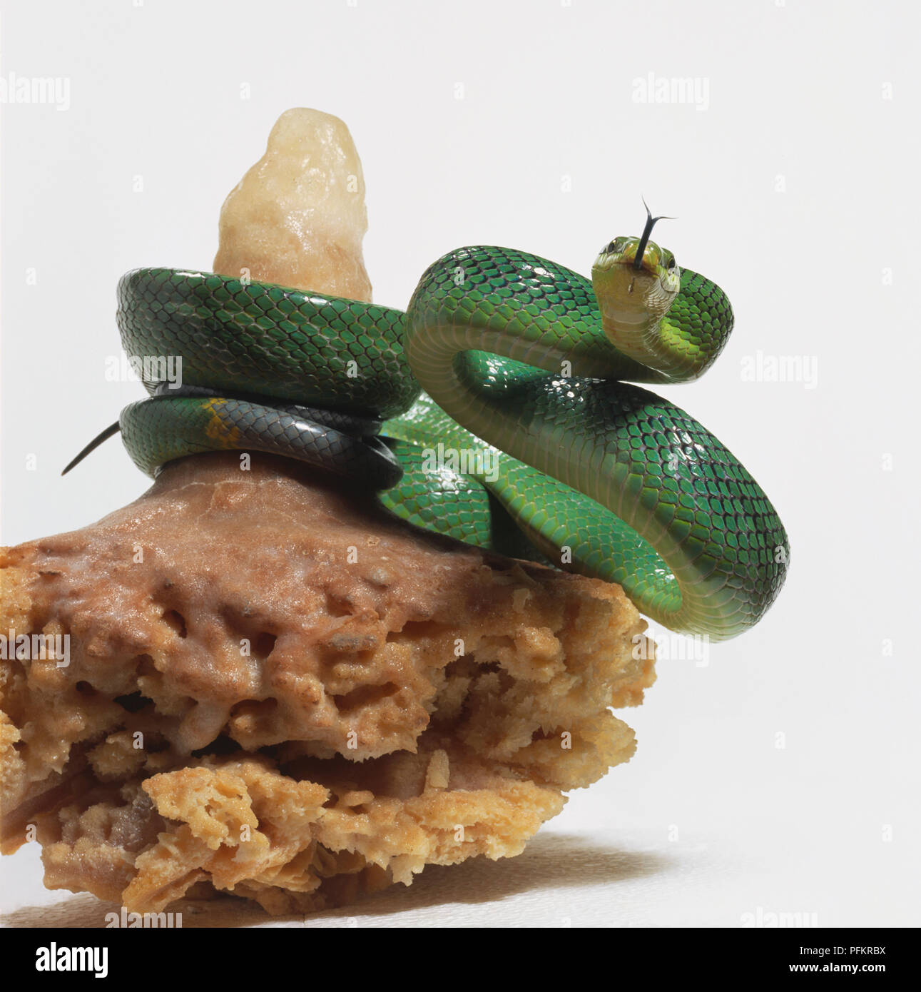 Red-tailed Racer (Gonyosoma oxycephala) with its tail coiled around ...