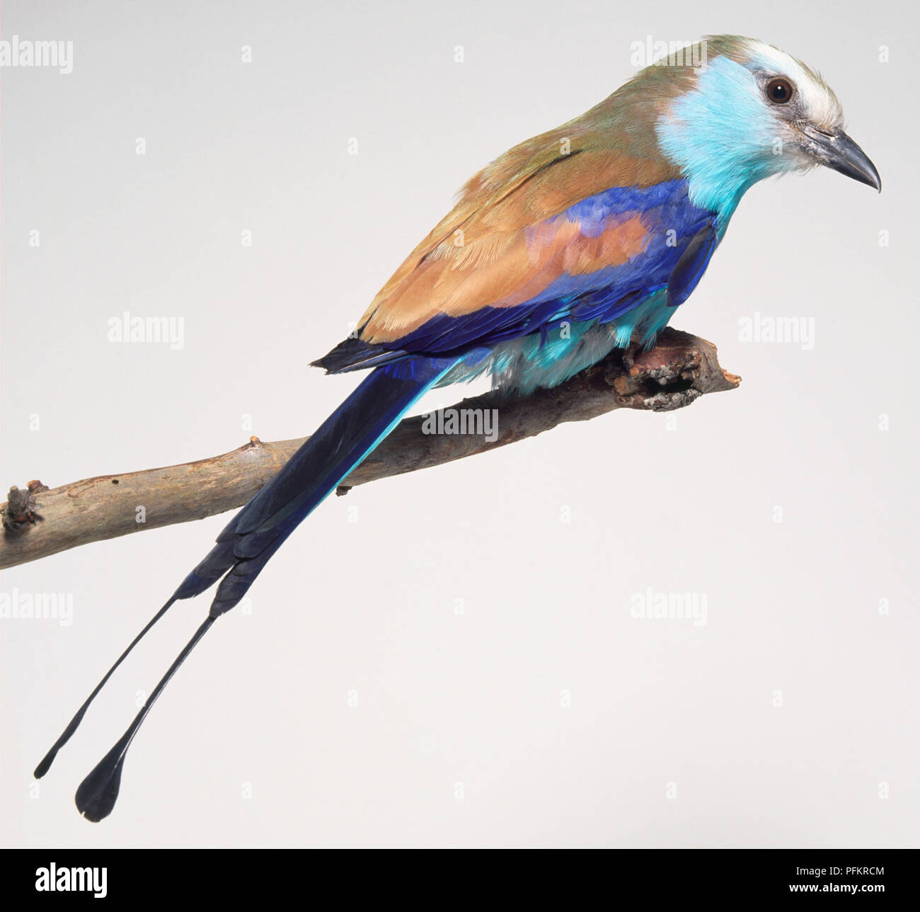 Racket-tailed Roller (Coracias spatulatus) perching on branch Stock ...