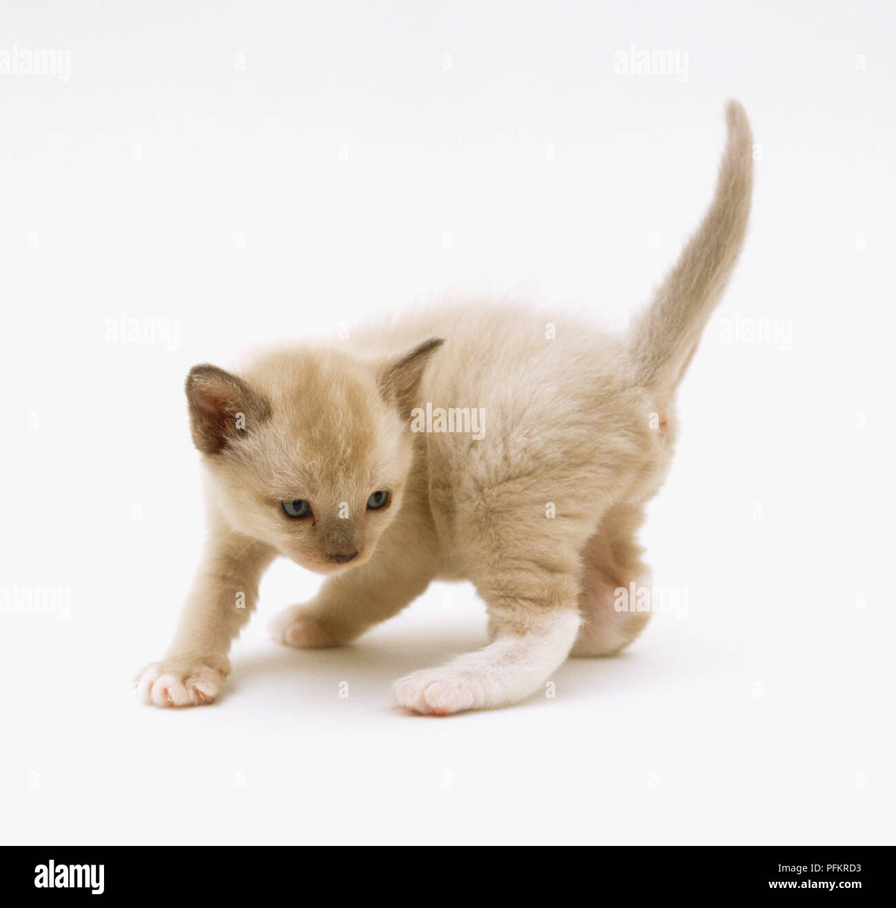 A kitten turning to look back, side view Stock Photo - Alamy