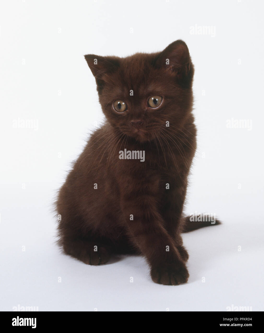 A dark-chocolate shorthair kitten sitting down, facing forward Stock ...
