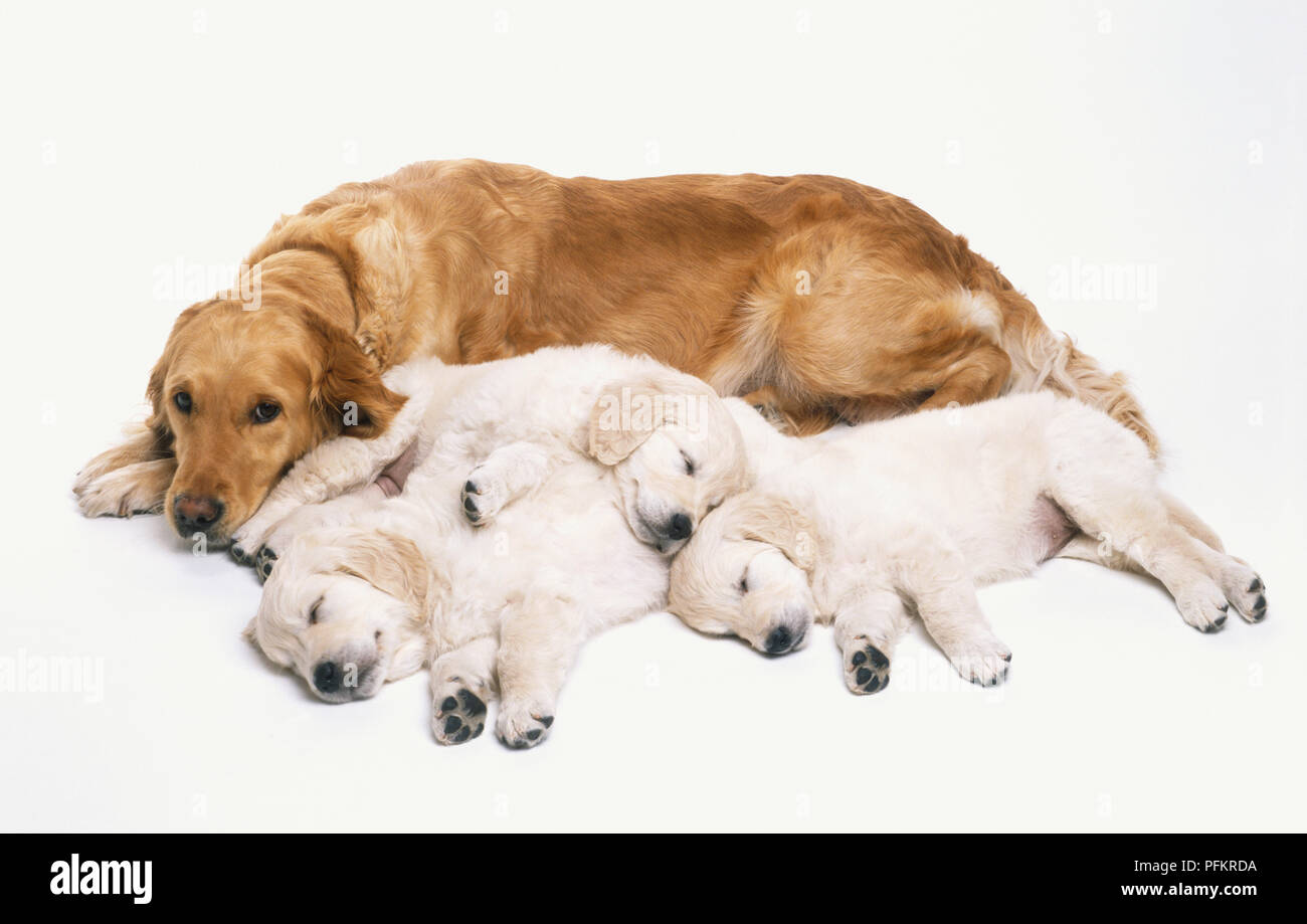 Three Golden Retriever puppies asleep with their backs against their ...