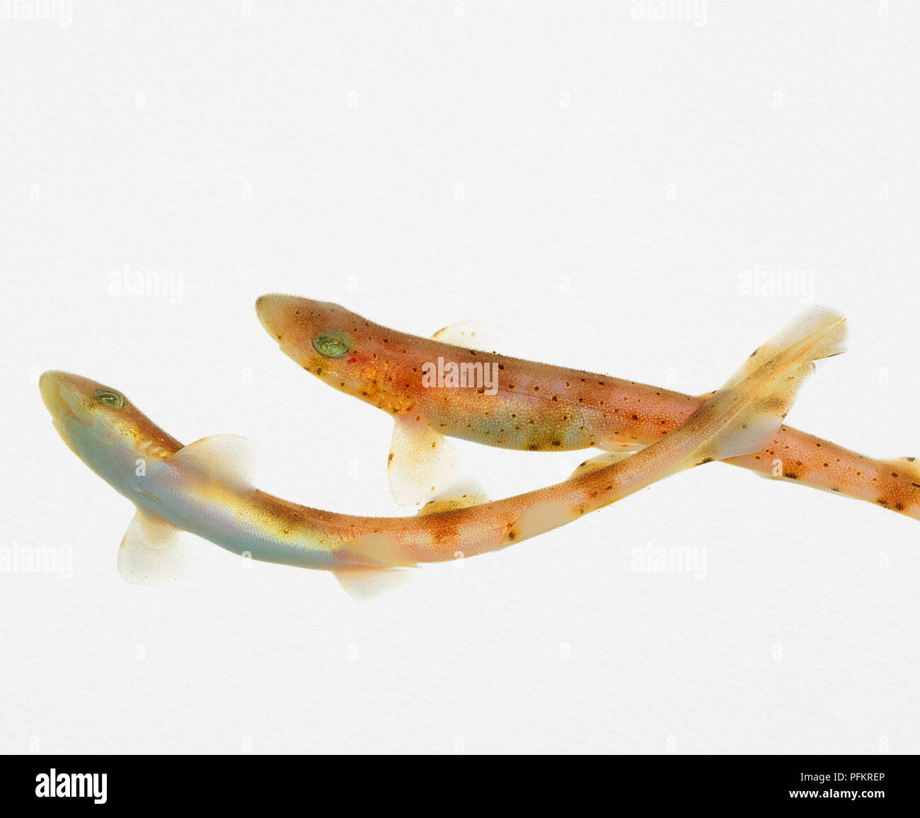 Dogfish (Scyliorhinus canicula), two young fish swimming underwater ...