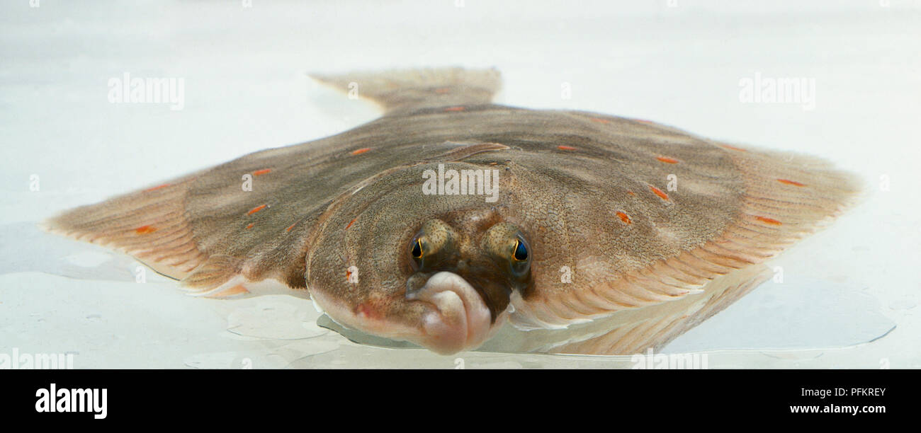 Front view of a Plaice Stock Photo - Alamy