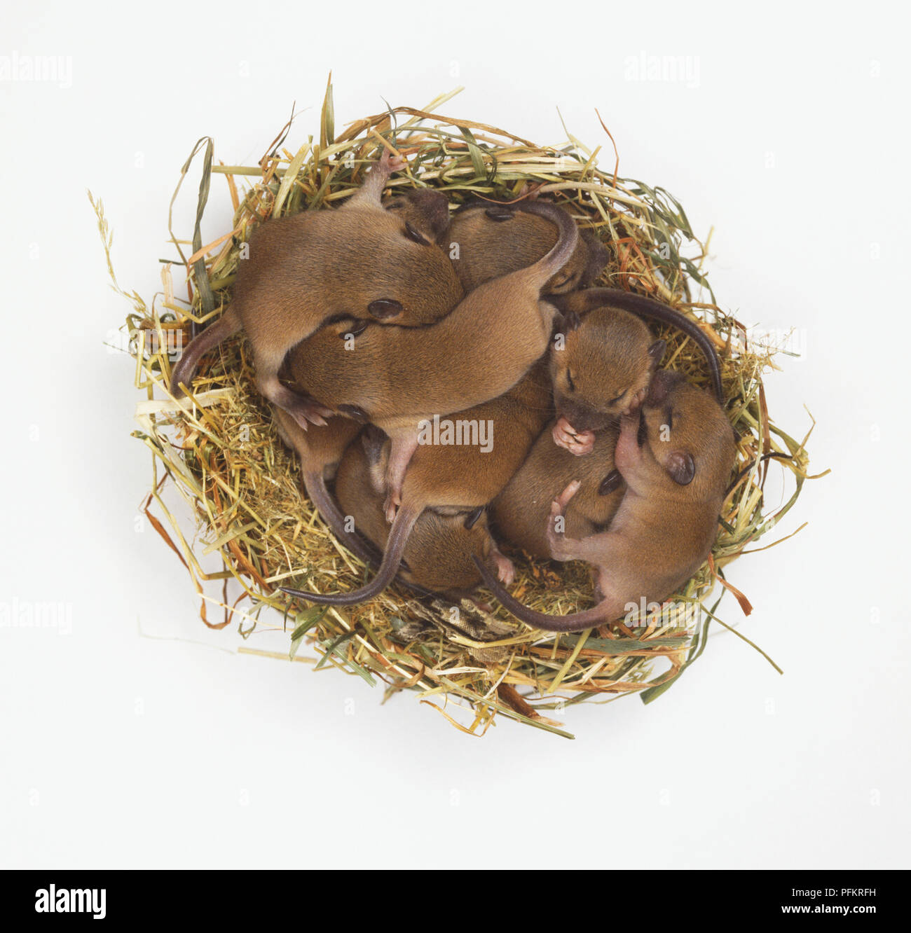 Litter of ten day-old House Mice (Mus musculus) in nest, view from ...