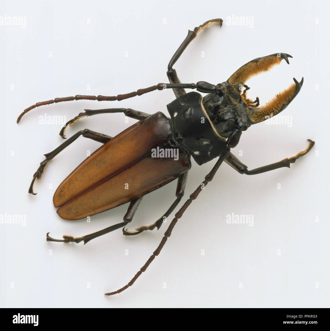 Above view longhorn beetle or calipogen barbatus with long mandibles ...