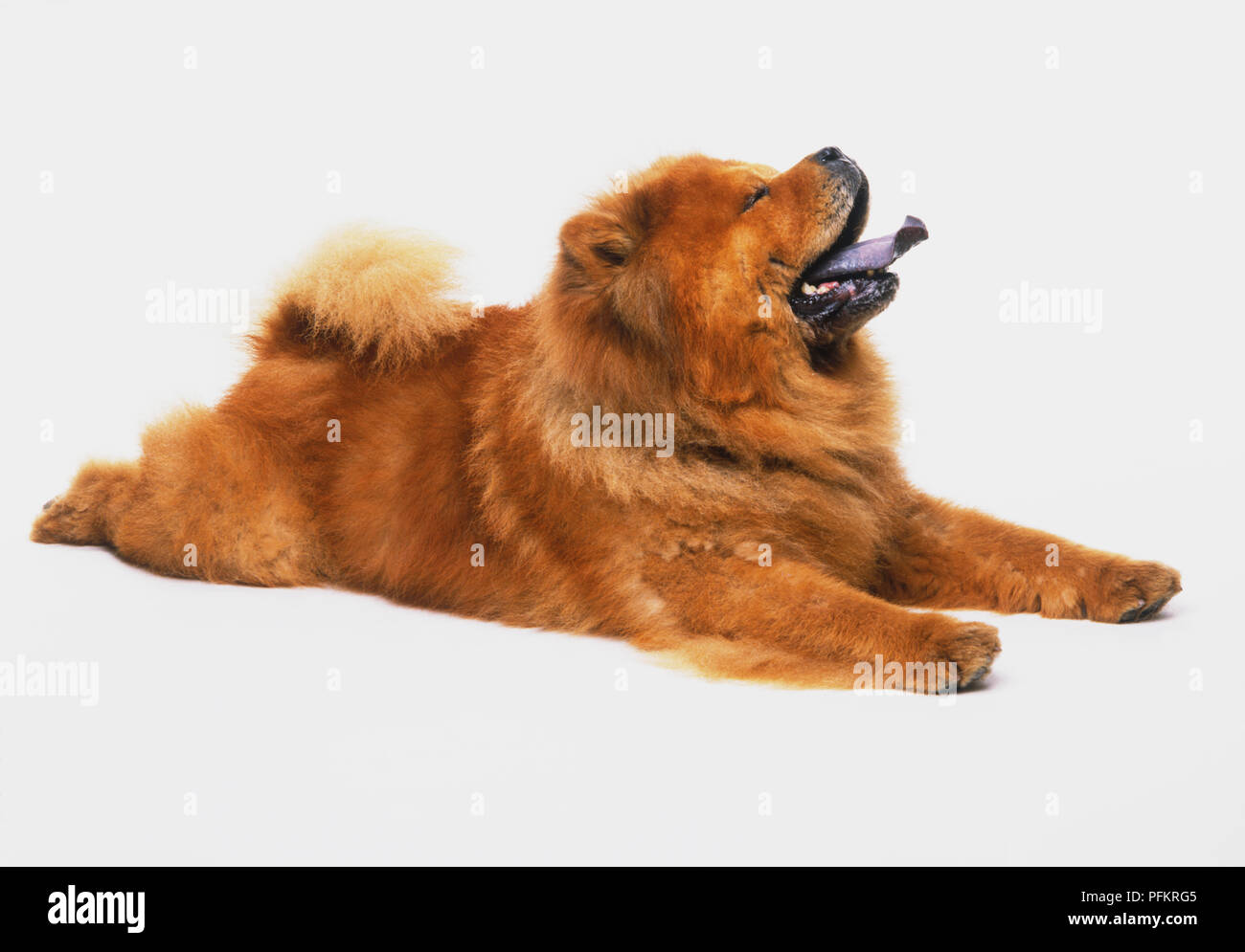 Chinese Chow Chow Dog Stock Photo - Alamy