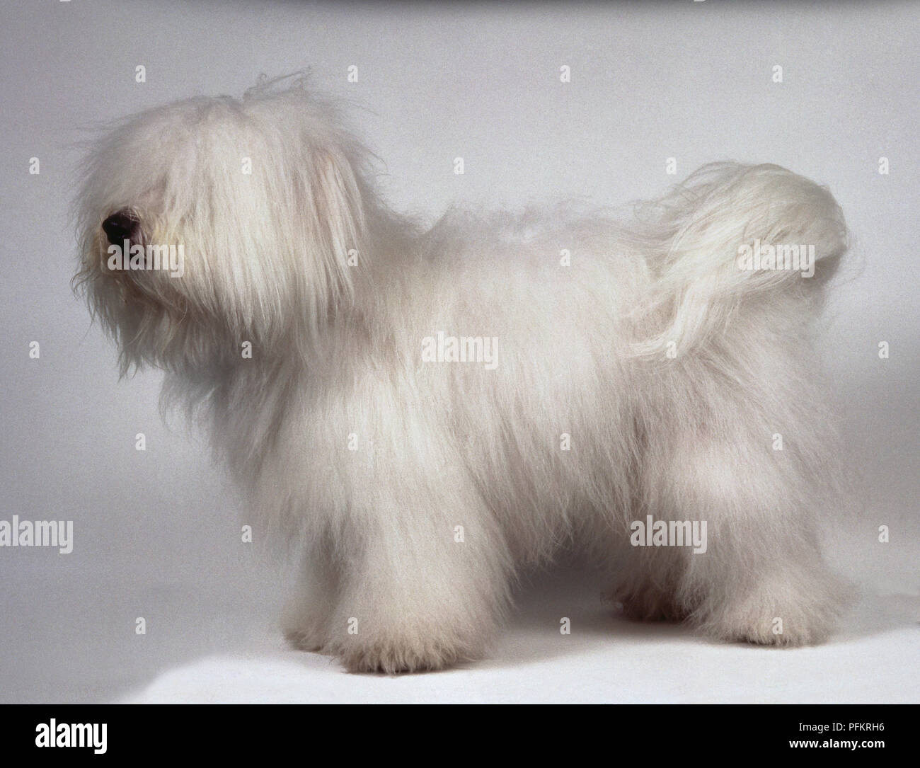 A Coton de Tulear dog with a long dense white topcoat, side view ...