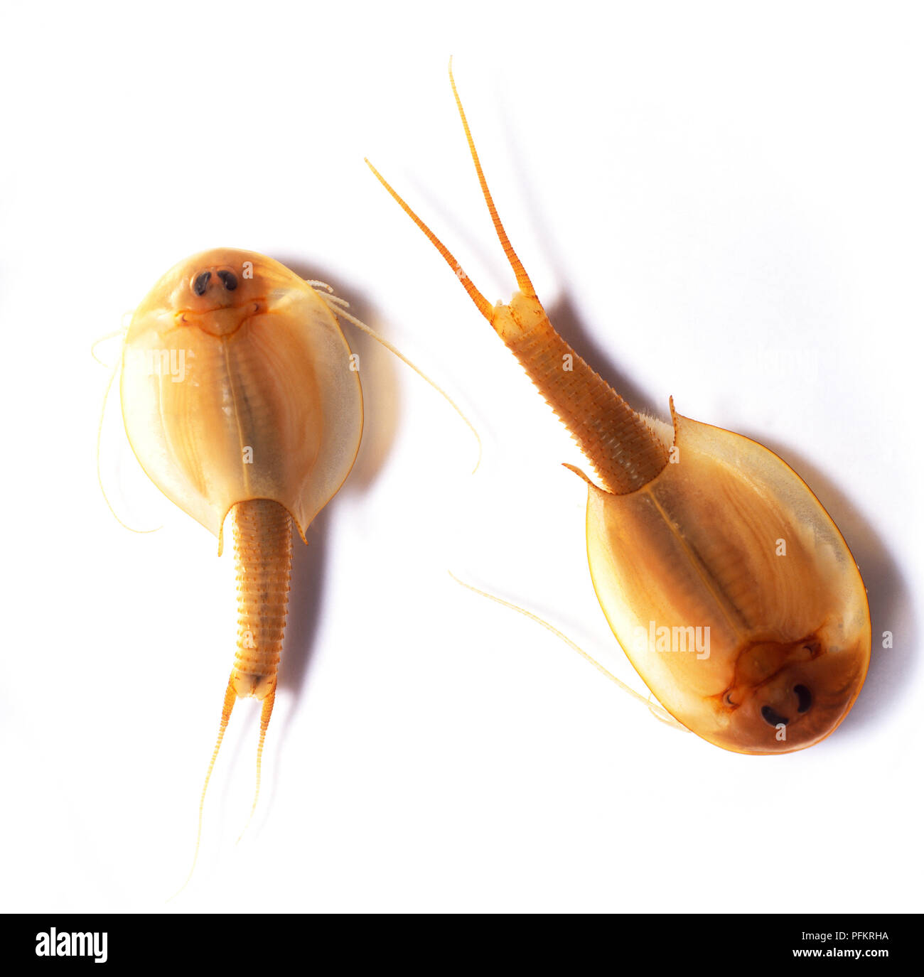 Tadpole shrimps hi-res stock photography and images - Alamy