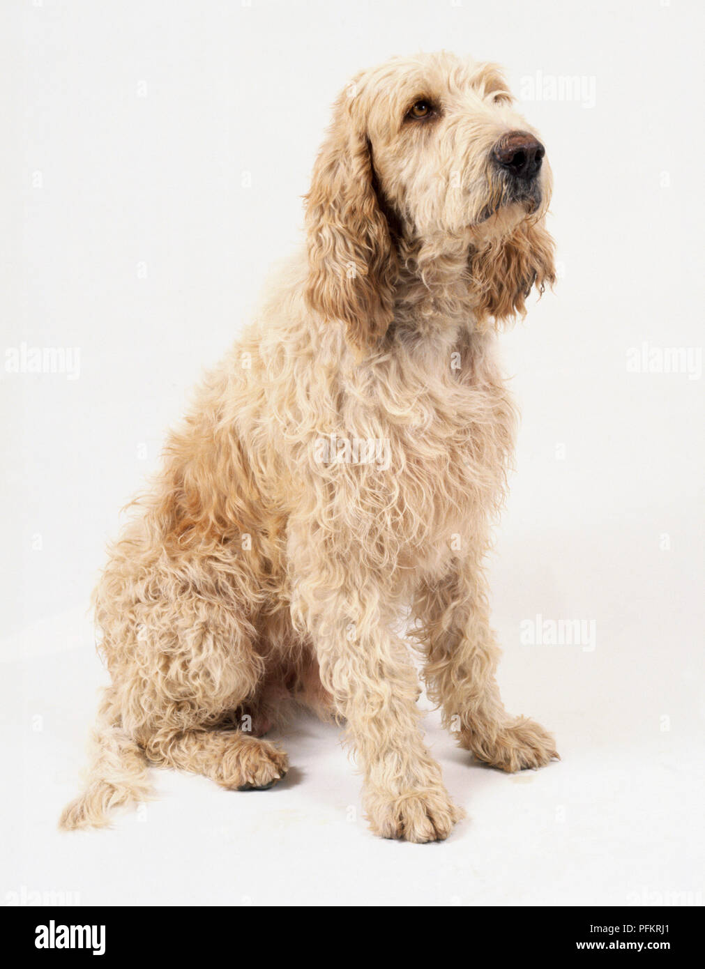 Curly haired dog hi-res stock photography and images - Alamy