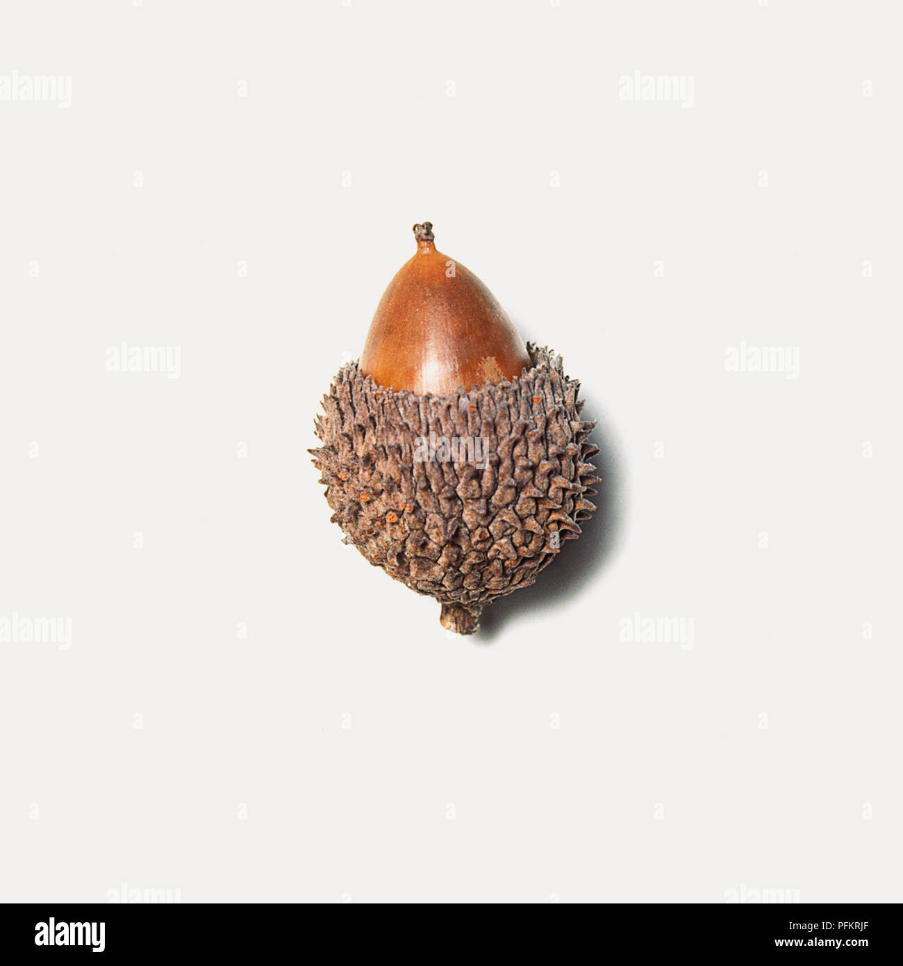 Scarlet oak acorn quercus coccinea hi-res stock photography and images ...
