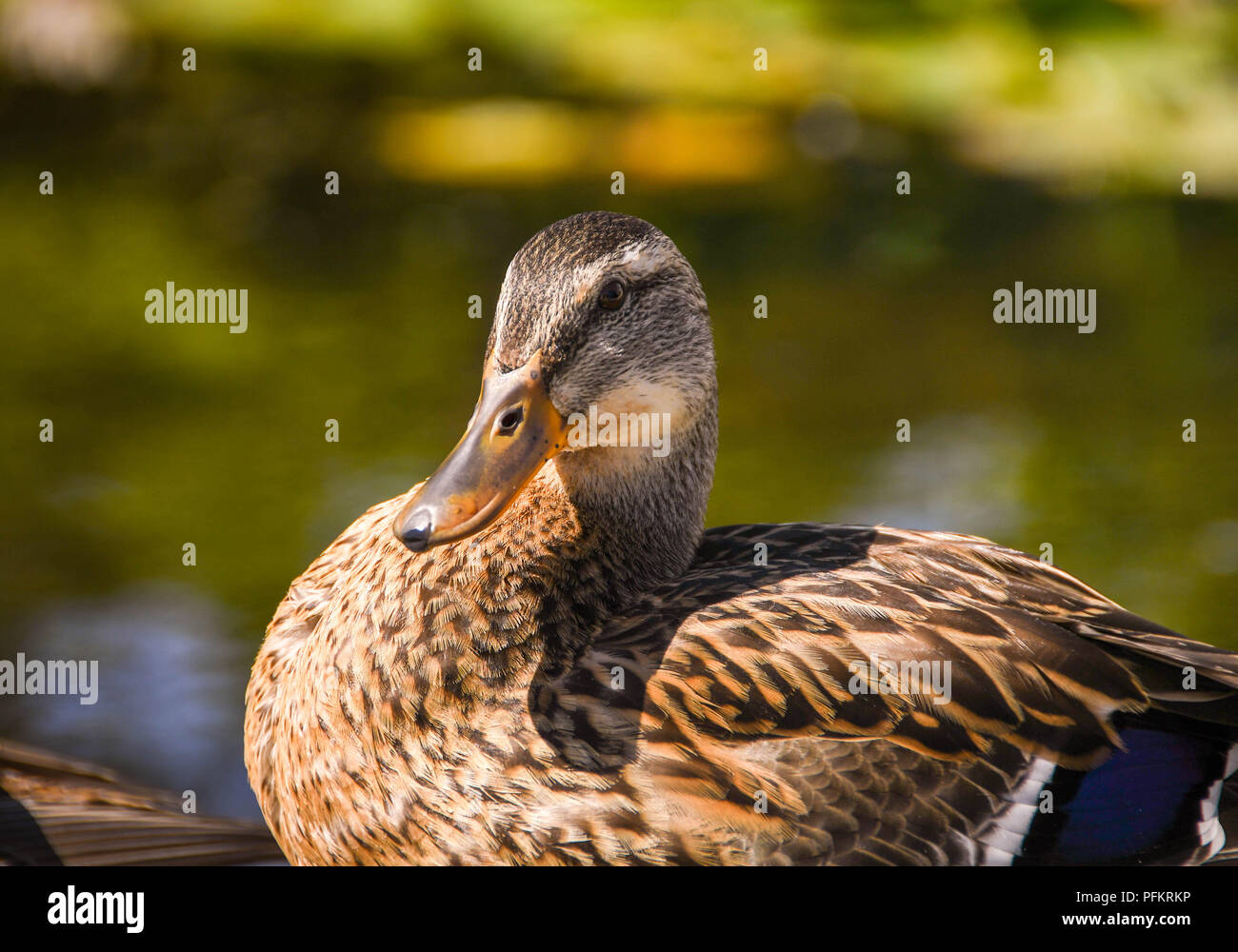 Duck out of water hi-res stock photography and images - Alamy