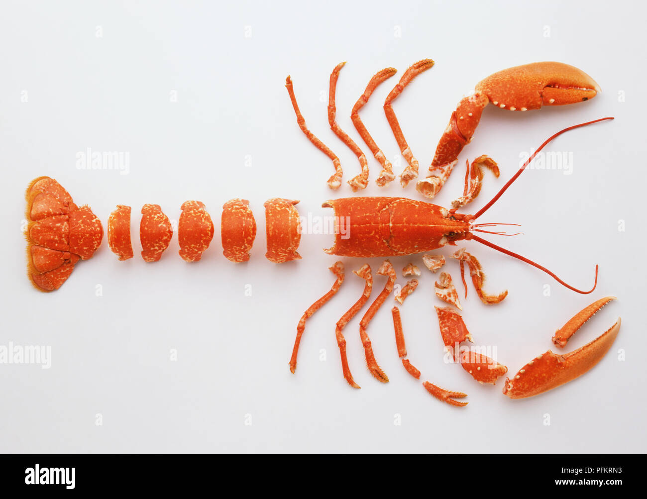 Abdomen section of Lobster Stock Photo - Alamy
