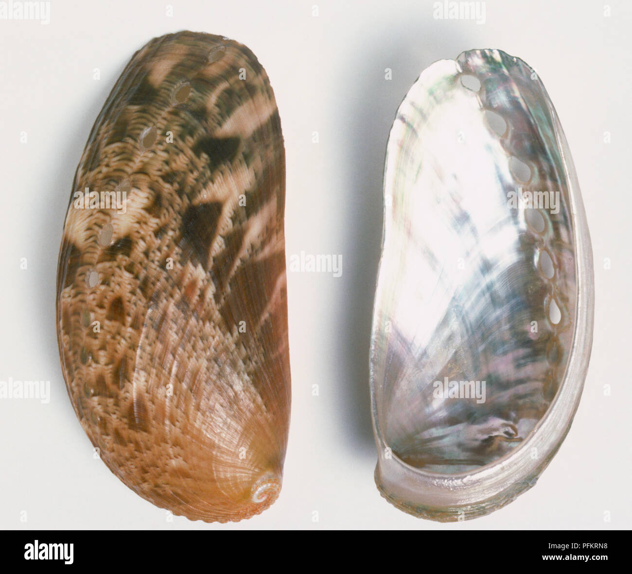 Upper and underside view of Donkey's-ear Abalone shell Stock Photo - Alamy