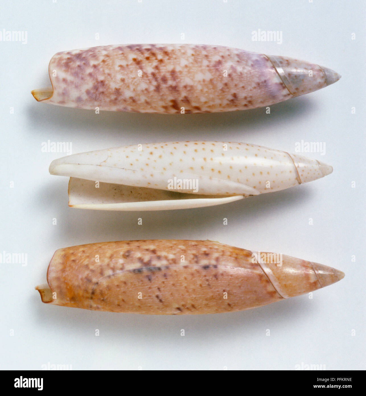Terebellum terebellum, three Terebellum Conch Shells, above view ...