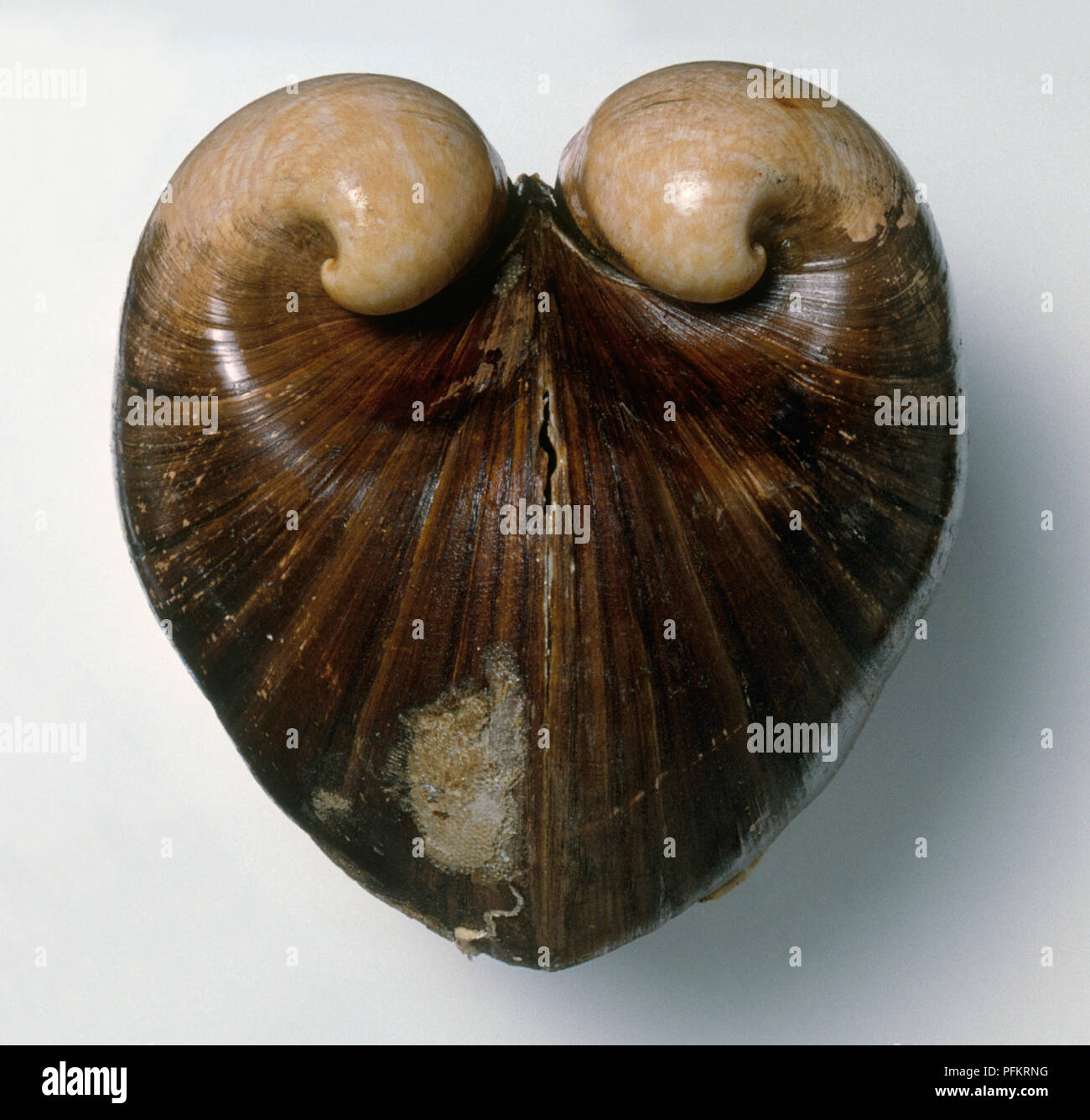 Glossus hi-res stock photography and images - Alamy