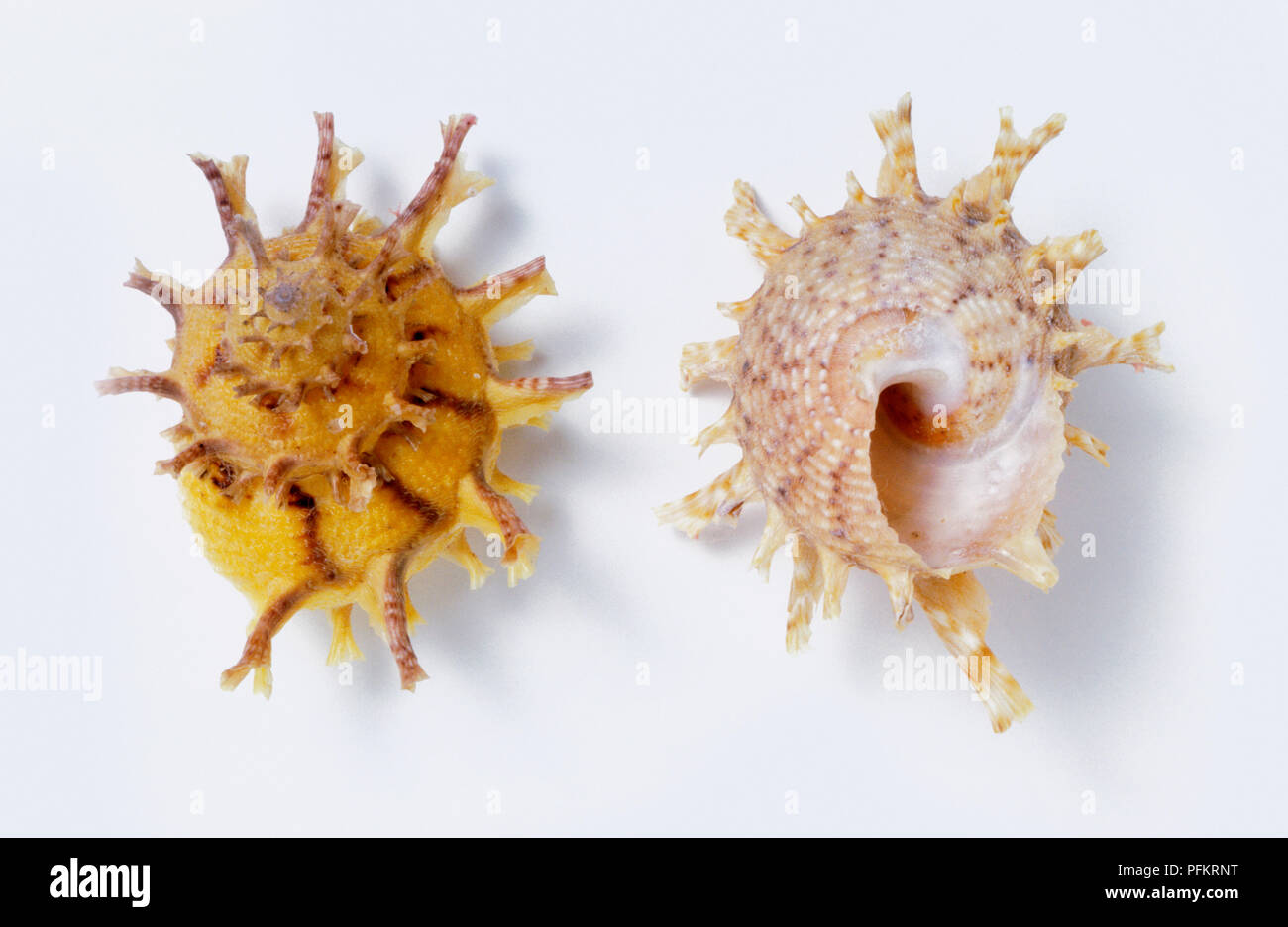 Top and underside view of Girgyllus star shell (Bolma girgyllus Stock ...