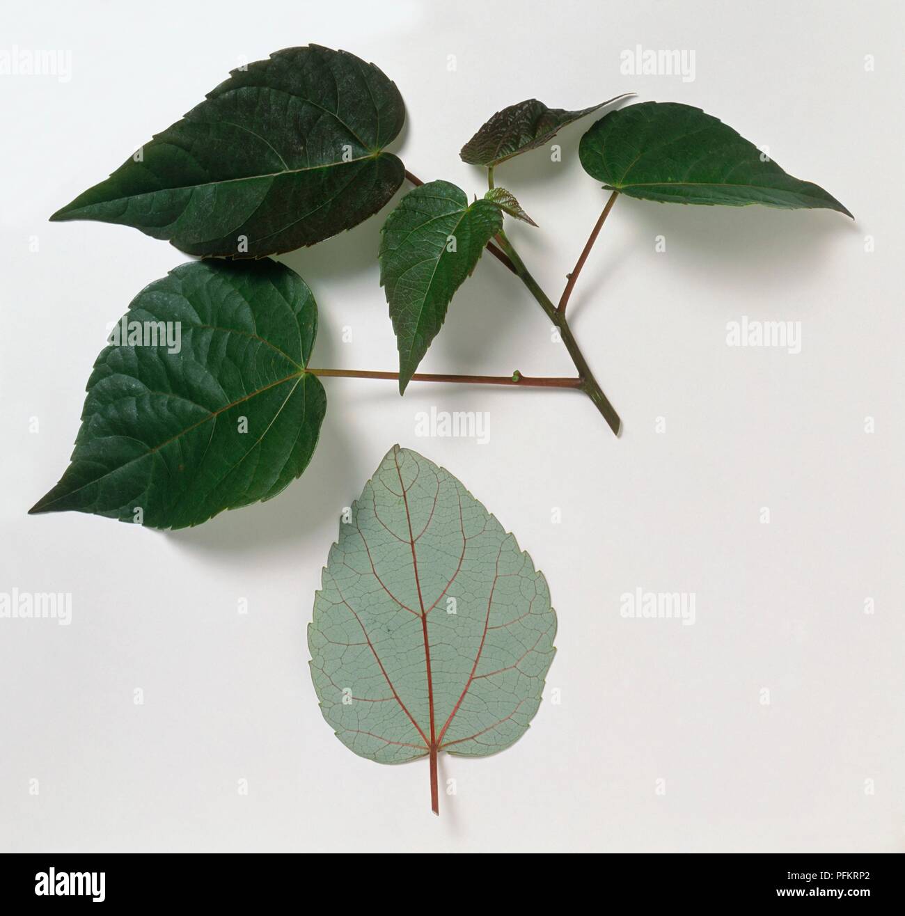 Idesia polycarpa, stem with leaves, and individual leaf Stock Photo - Alamy
