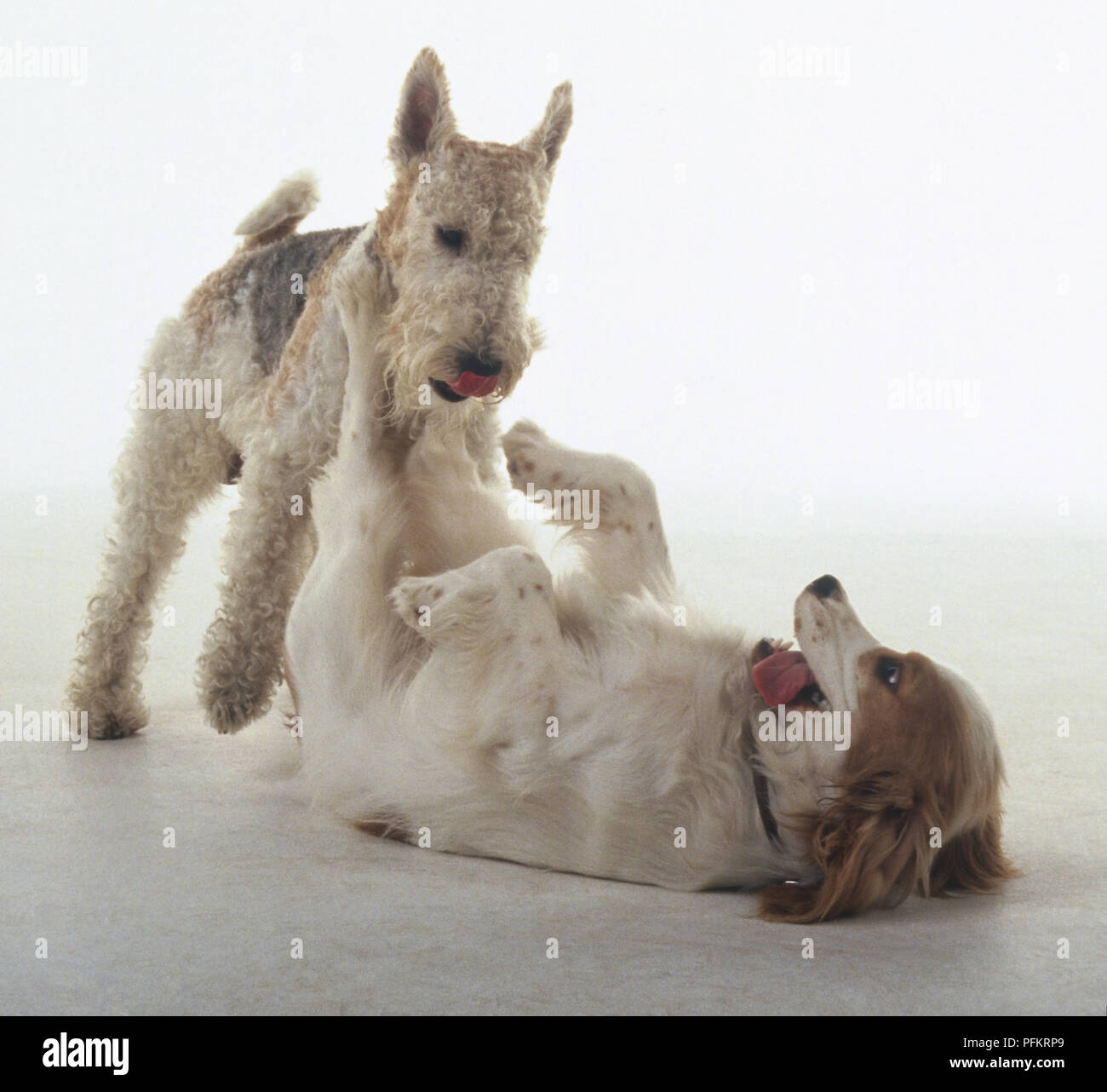A fox terrier approaches a cocker spaniel lying on its back in a ...
