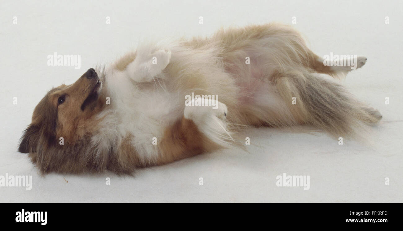 A Shetland Sheepdog with long thick tan and white fur rolls over onto ...