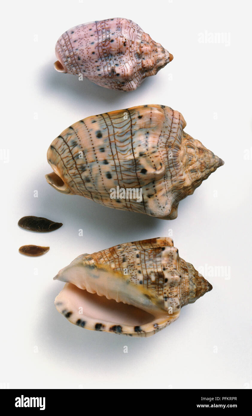 Music Volute (Voluta musica) shells and and two operculum Stock Photo ...