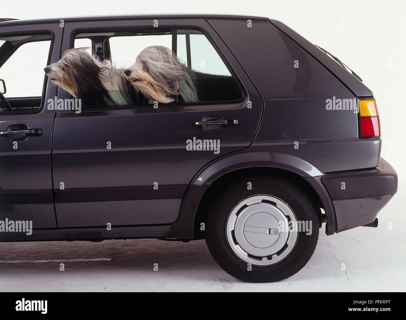 Two furry gray white sheepdogs or briards stick their heads out the ...