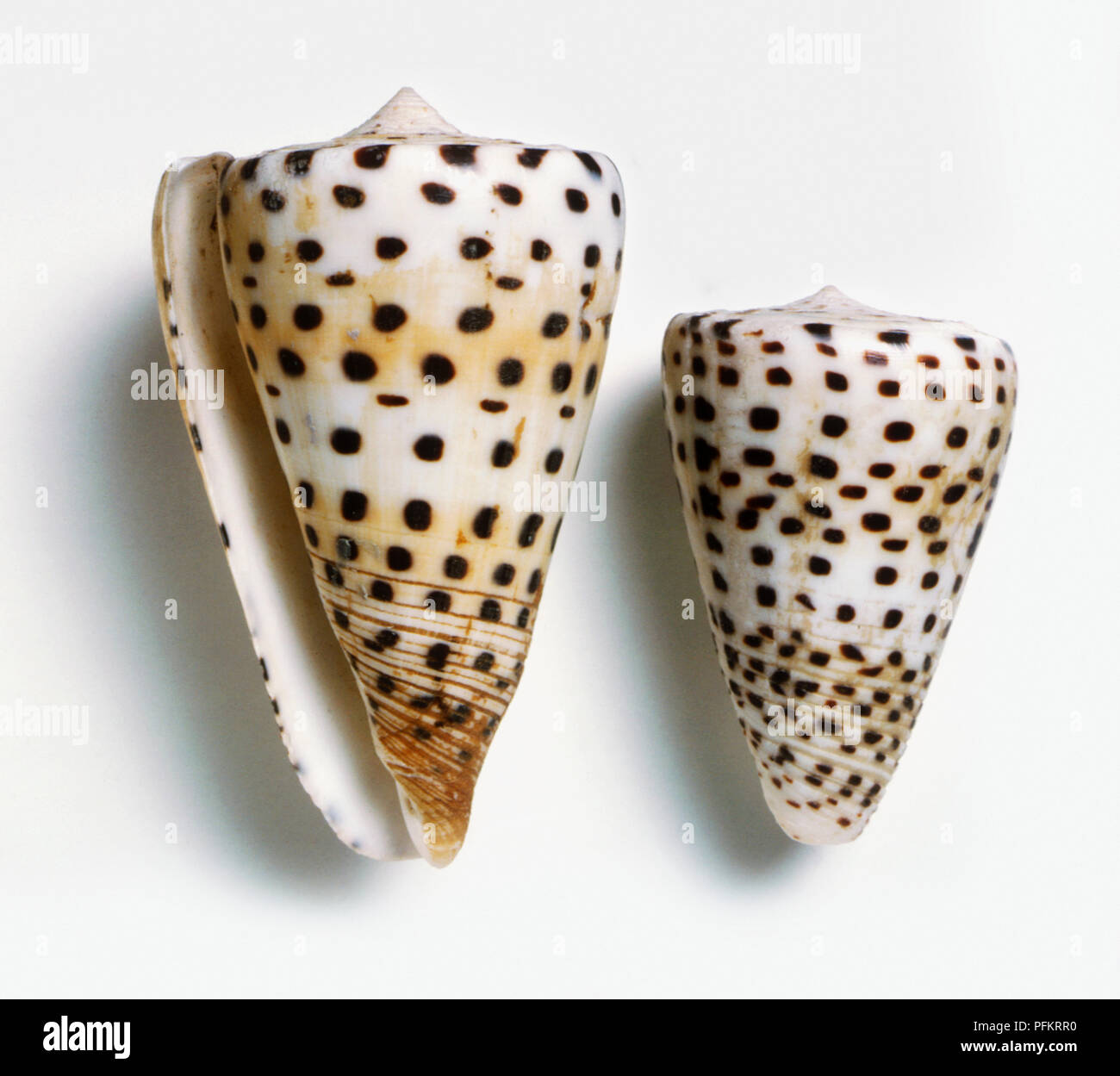 Two Ivory cone shells (Conus eburneus Stock Photo - Alamy