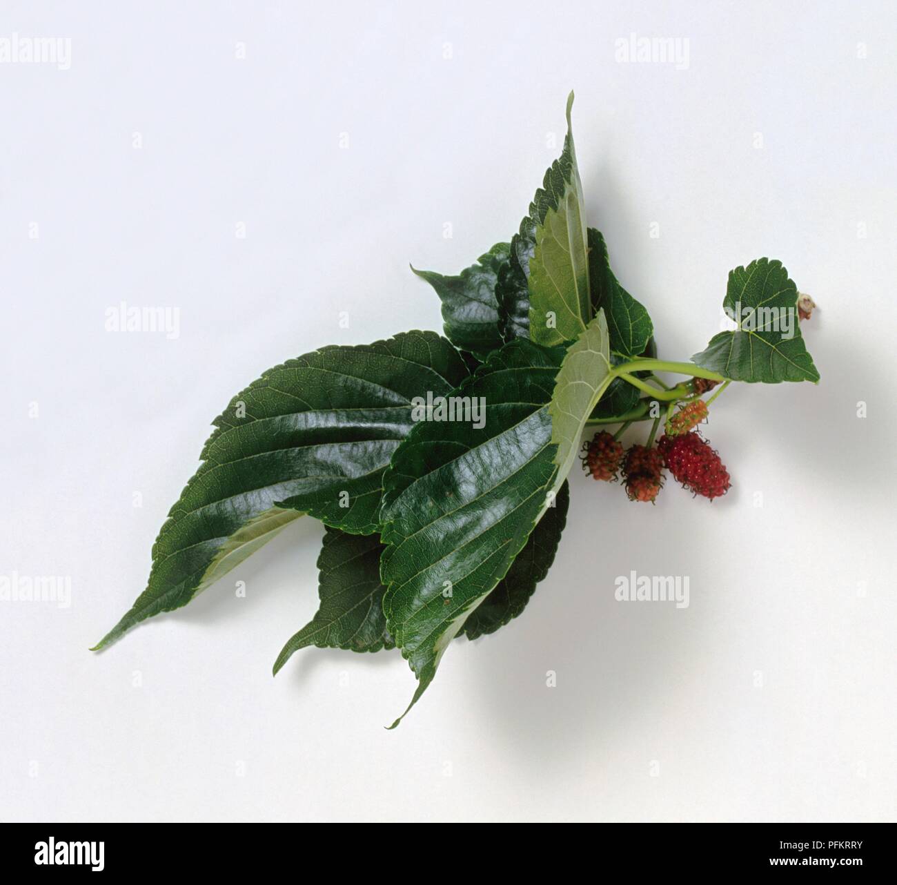 Leaves and fruit from Morus alba (White mulberry tree Stock Photo - Alamy