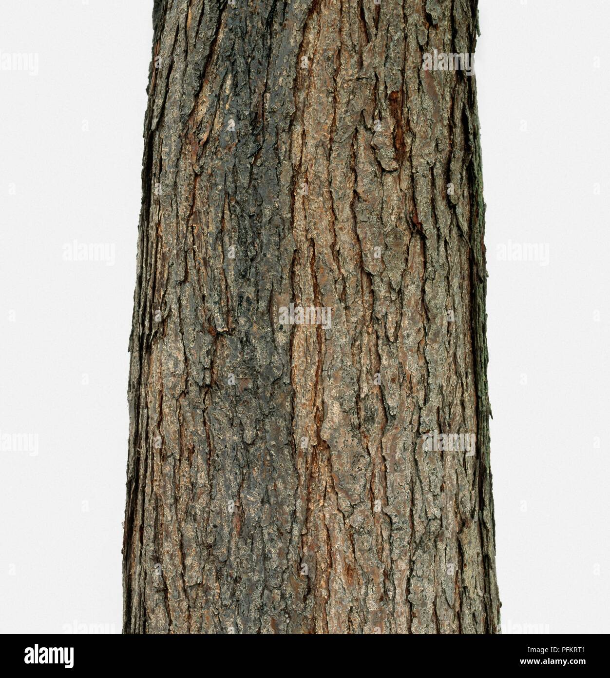 Toona sinensis (Chinese Mahogany), bark on tree trunk, close-up Stock ...