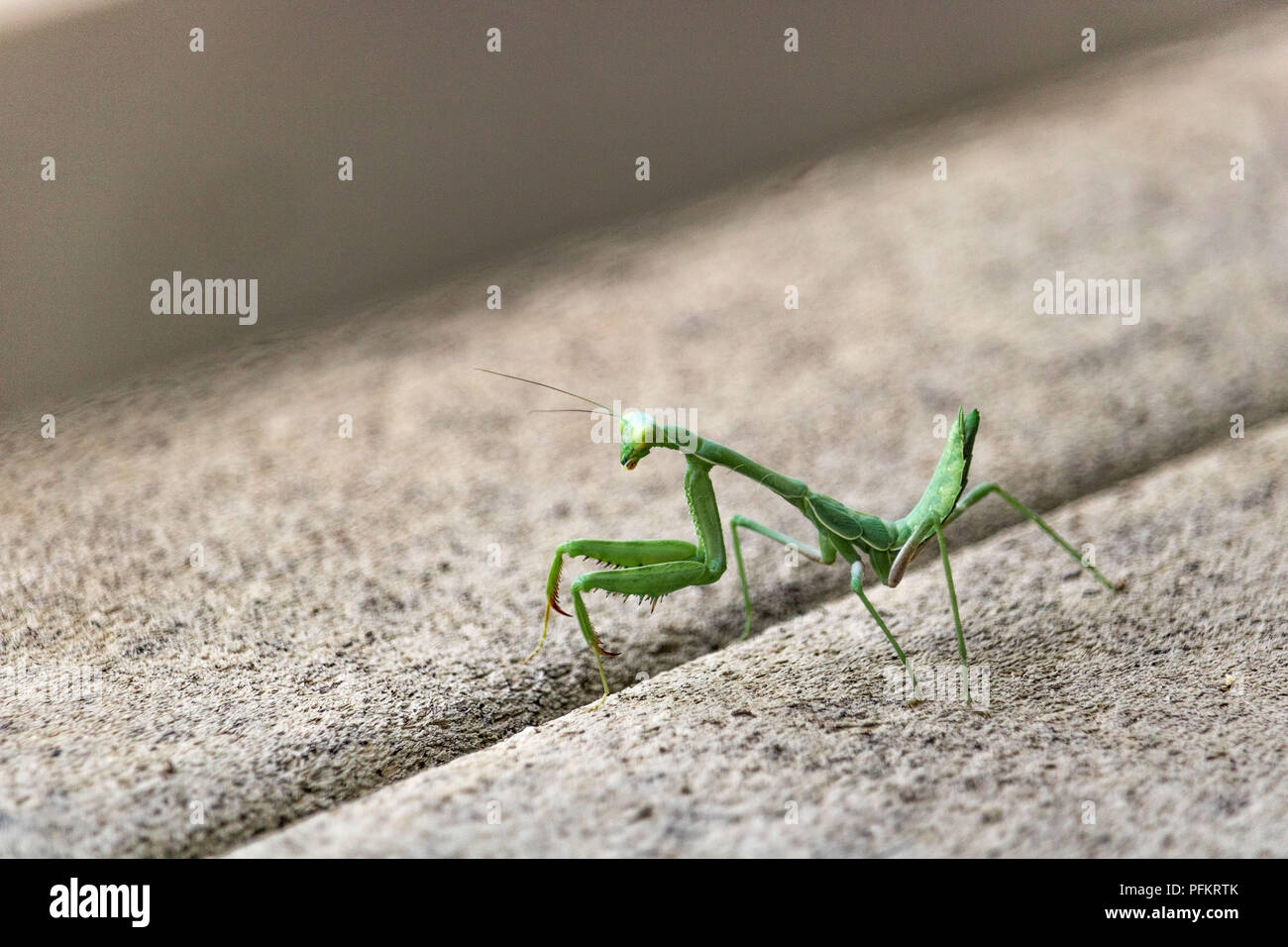Bright green predatory praying mantis standing on gray deck looking ...