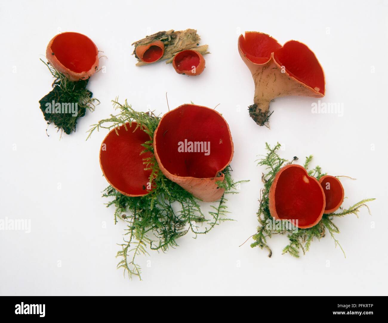 The elf and the mushroom hi-res stock photography and images - Alamy