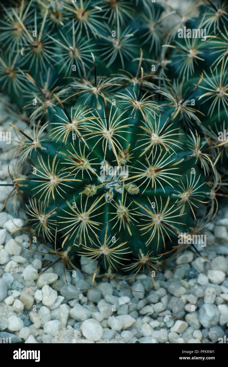 Scheeri hi-res stock photography and images - Alamy