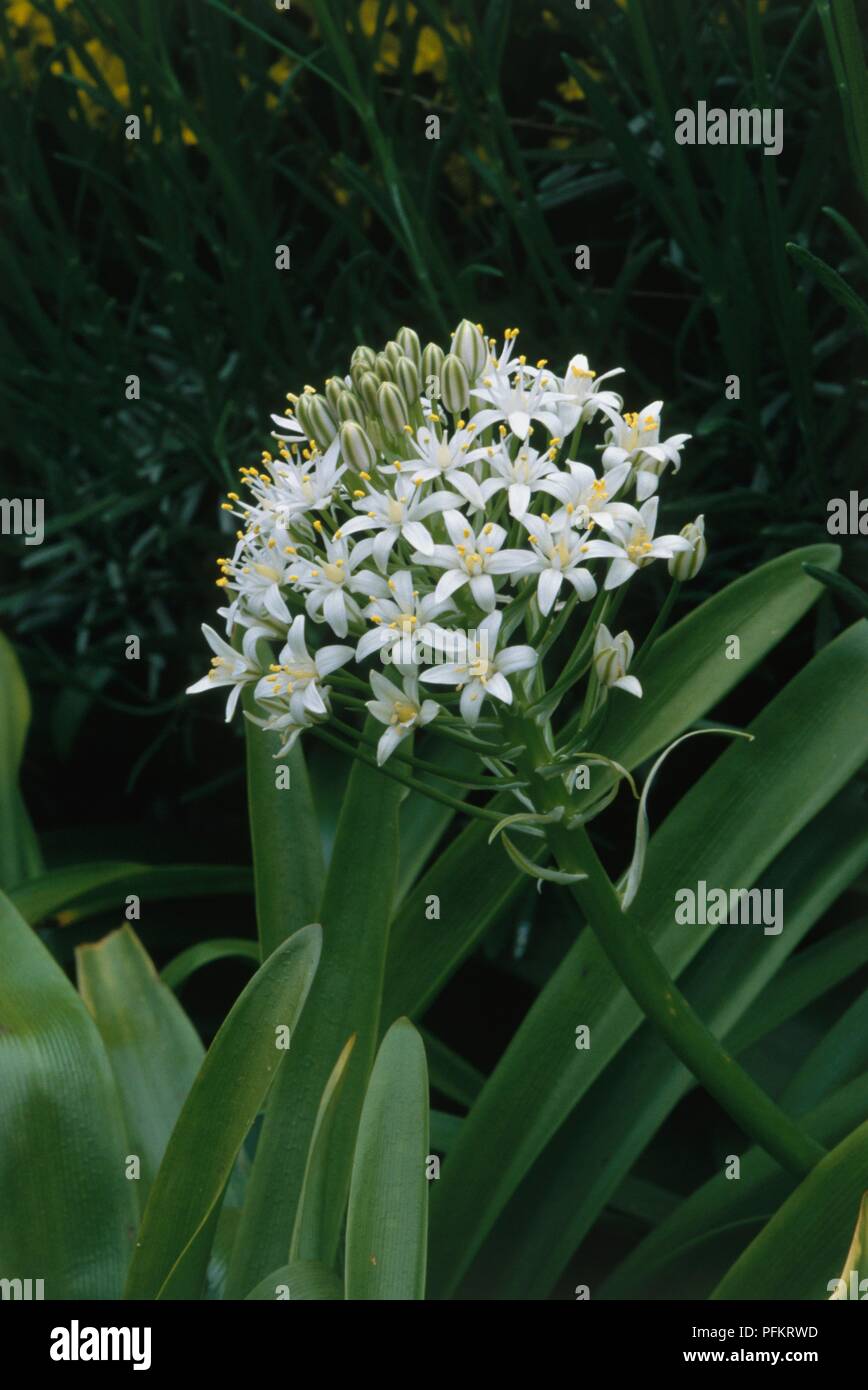 Scilla peruviana f. alba (Portuguese Squill), small white flower, green ...