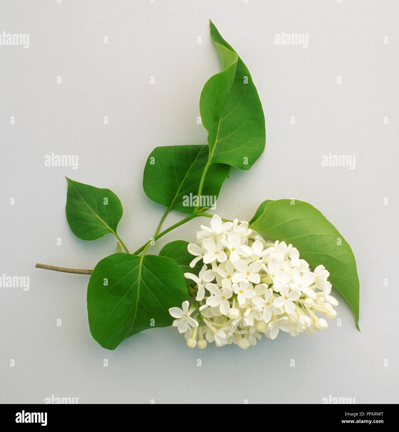 Syringa vulgaris mme florent stepman hi-res stock photography and ...