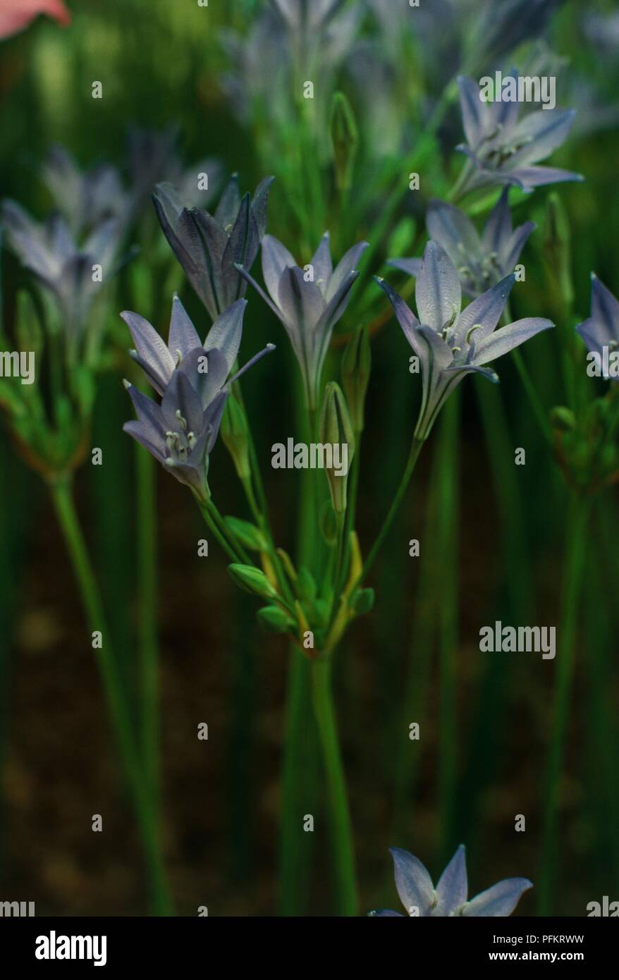 Blue flowers from Triteleia laxa (Triplet lily), close-up Stock Photo ...