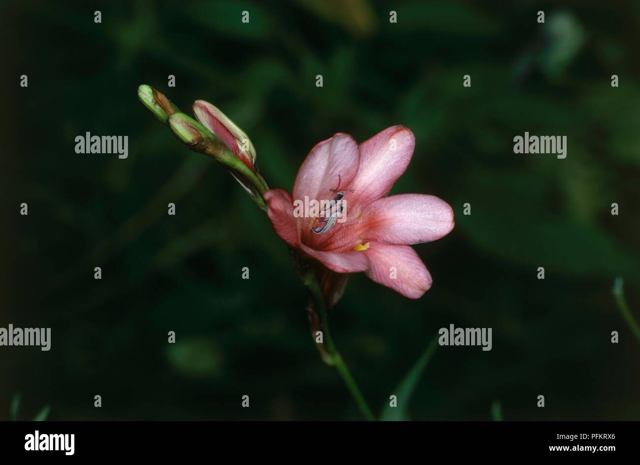 Pink flower from Tritonia disticha subsp. rubrolucens Stock Photo - Alamy