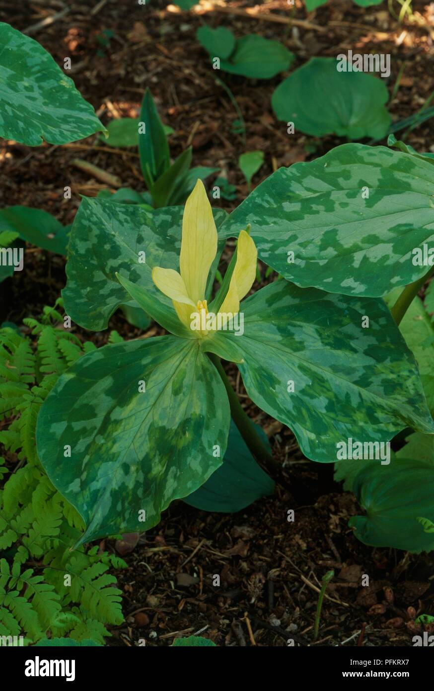 Mottled leaves hi-res stock photography and images - Alamy
