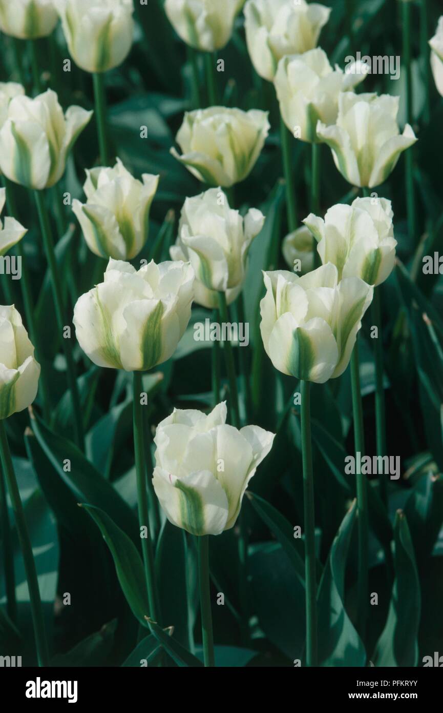 White flowers from Tulipa 'Spring Green' (Tulip), close-up Stock Photo ...