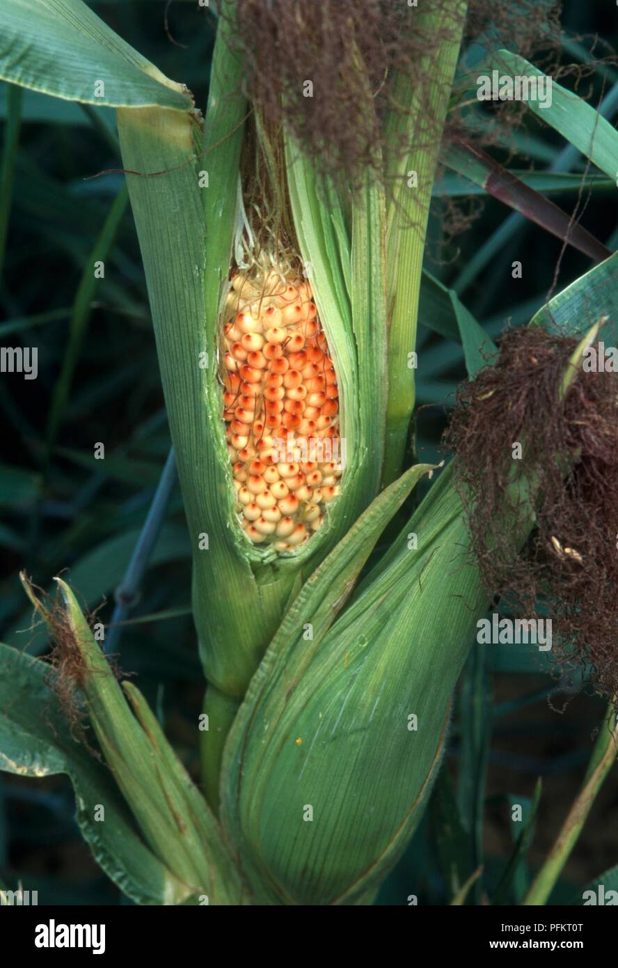 Fruit from Zea mays (Maize Stock Photo - Alamy