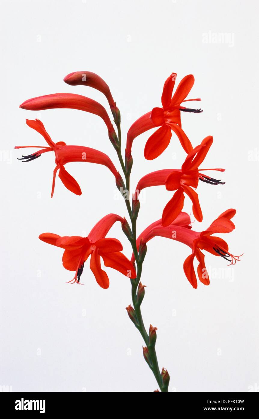 Tubular flowers hi-res stock photography and images - Alamy