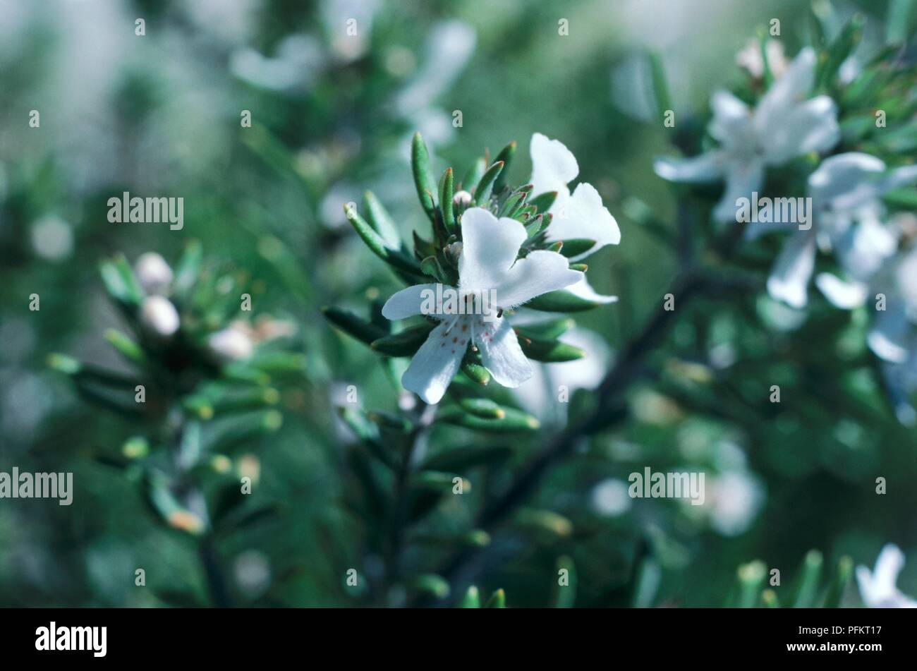 White flowers from Westringia fruticosa (Coastal rosemary), close-up ...