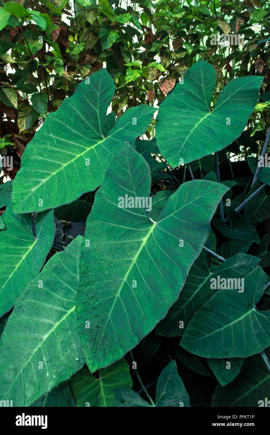 Xanthosoma violaceum hi-res stock photography and images - Alamy