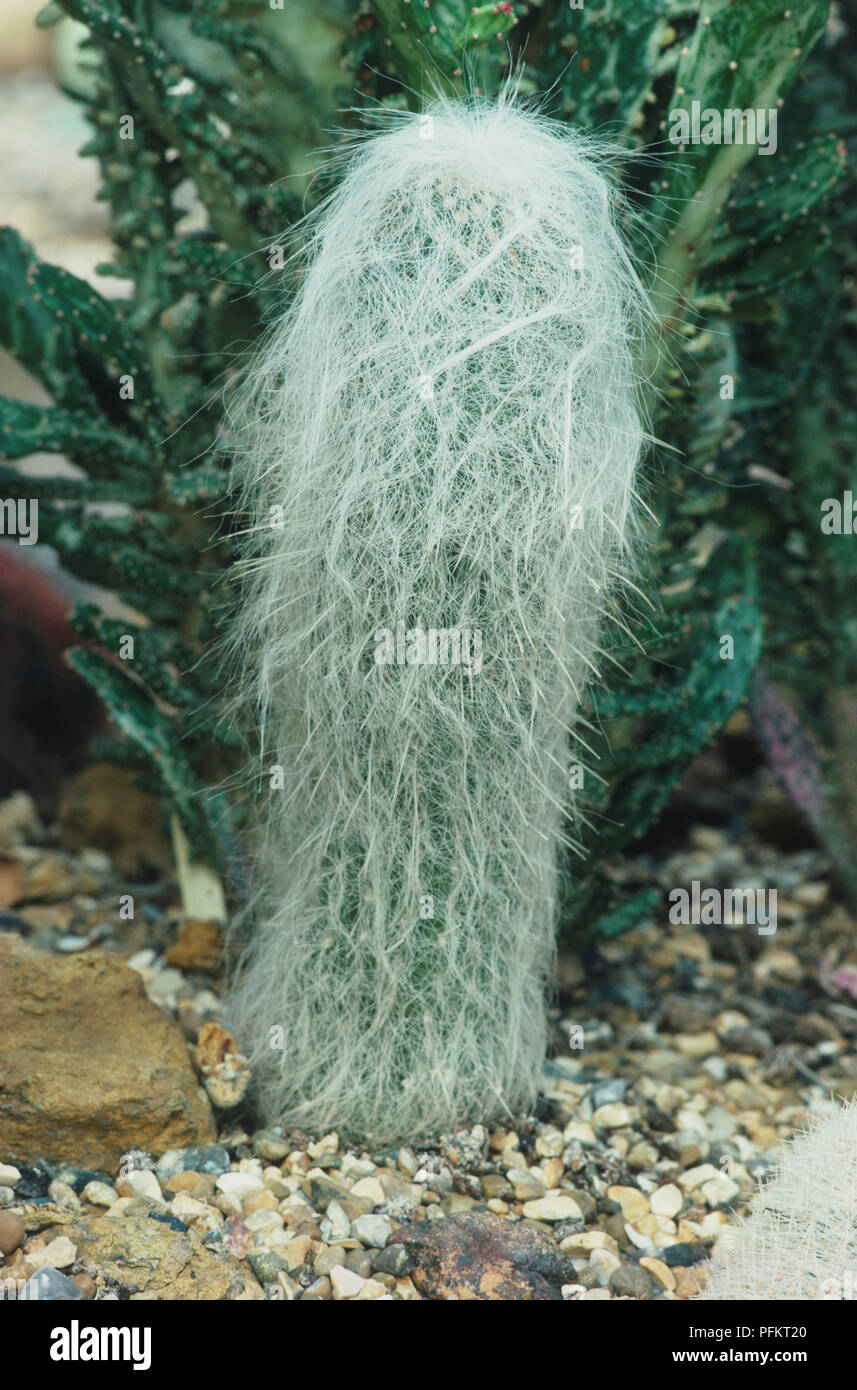 Cactus hairs hi-res stock photography and images - Alamy