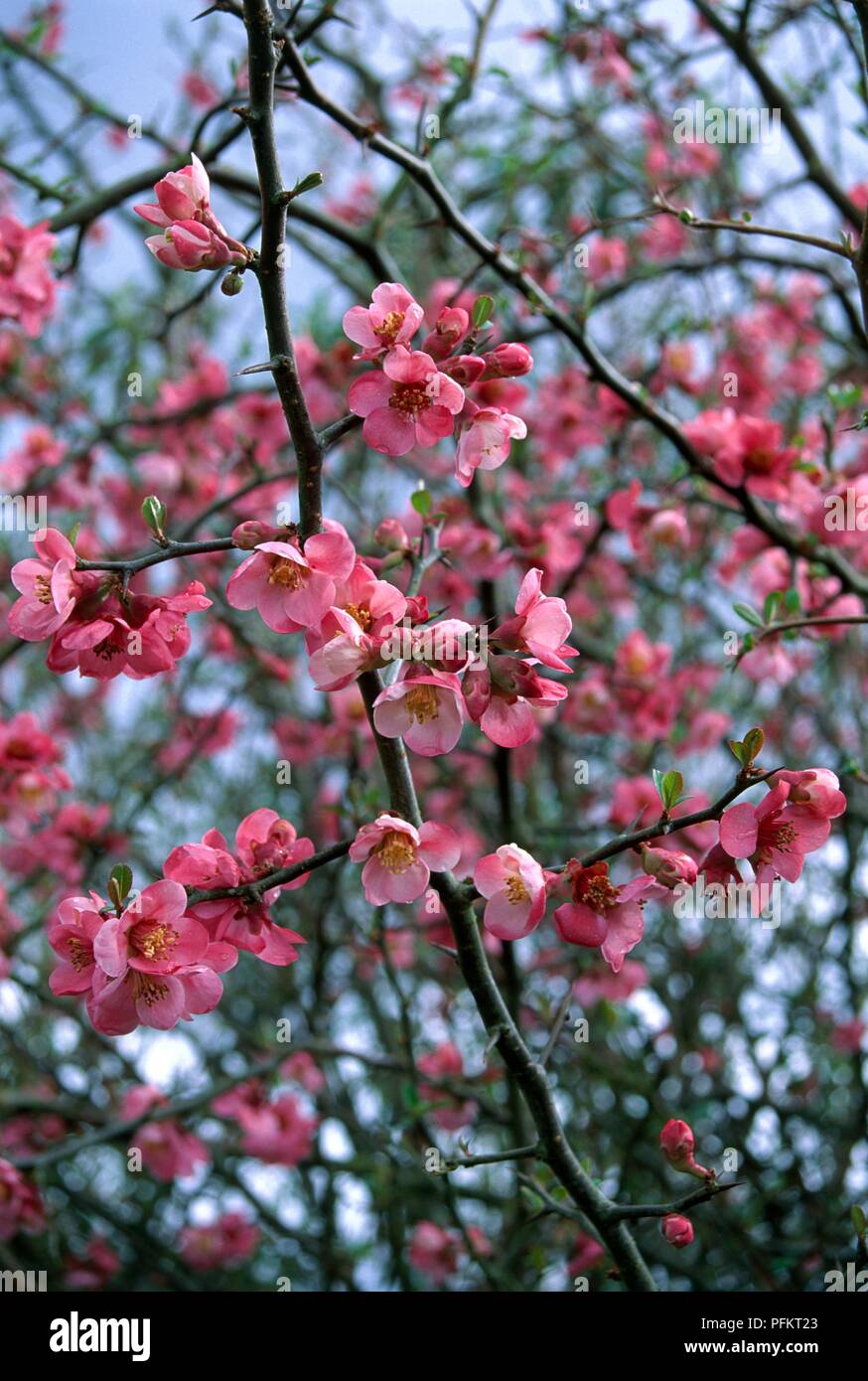 Chaenomeles x californica 'Enchantress' (Flowering quince), pink ...