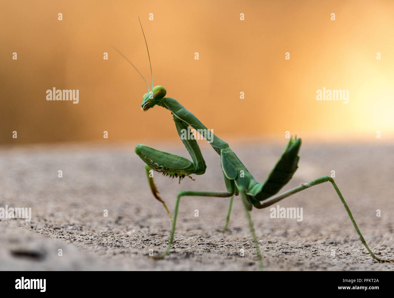 Mantis looking over shoulder hi-res stock photography and images - Alamy