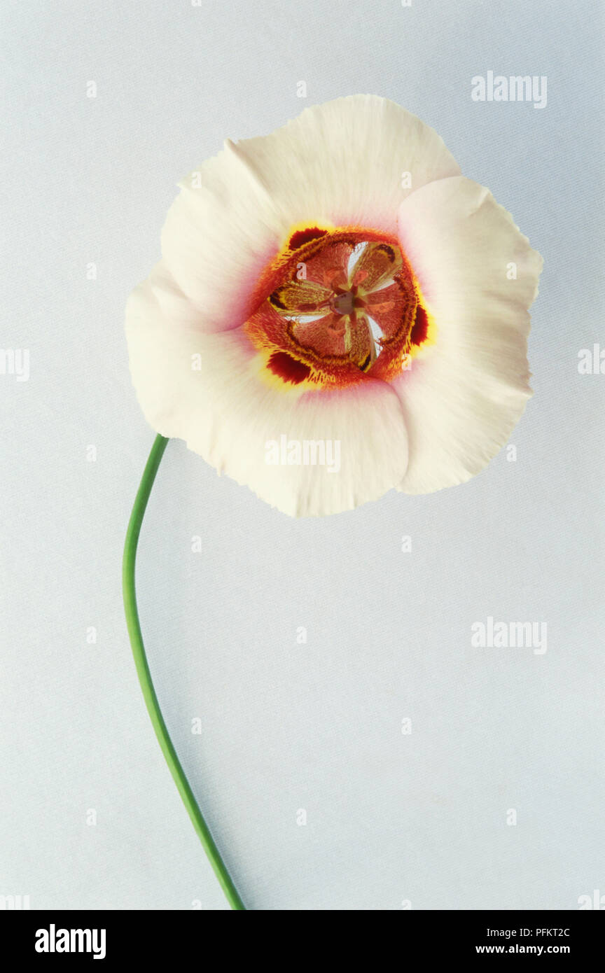 Calochortus vestae (Cat's Ears, Fairy Lantern), flower with white ...