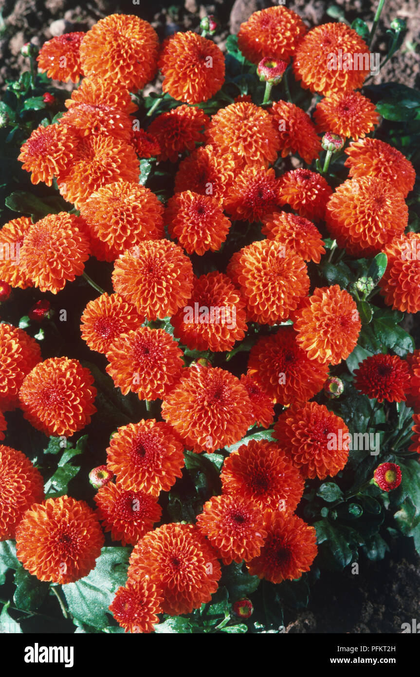 Pompon chrysanthemum hi-res stock photography and images - Alamy